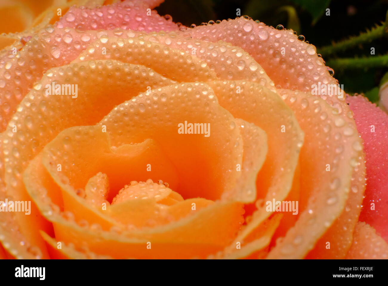 Dew drop on rose hi-res stock photography and images - Alamy