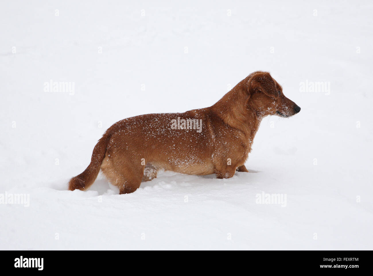 Dog dachshund in the deep snow Stock Photo - Alamy