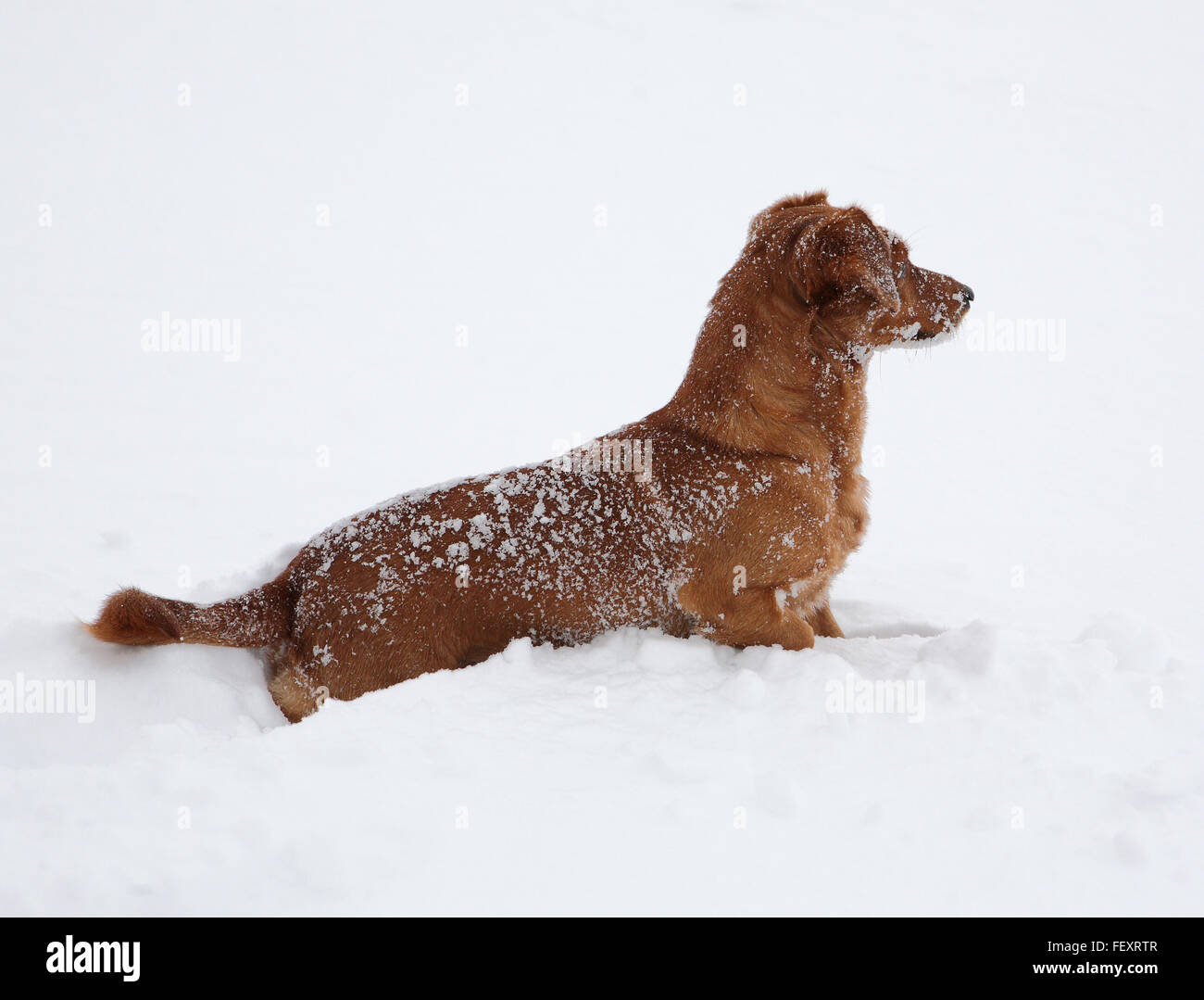 Dog dachshund in the deep snow Stock Photo - Alamy