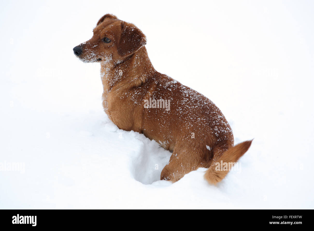 Dachshund snow hi-res stock photography and images - Alamy