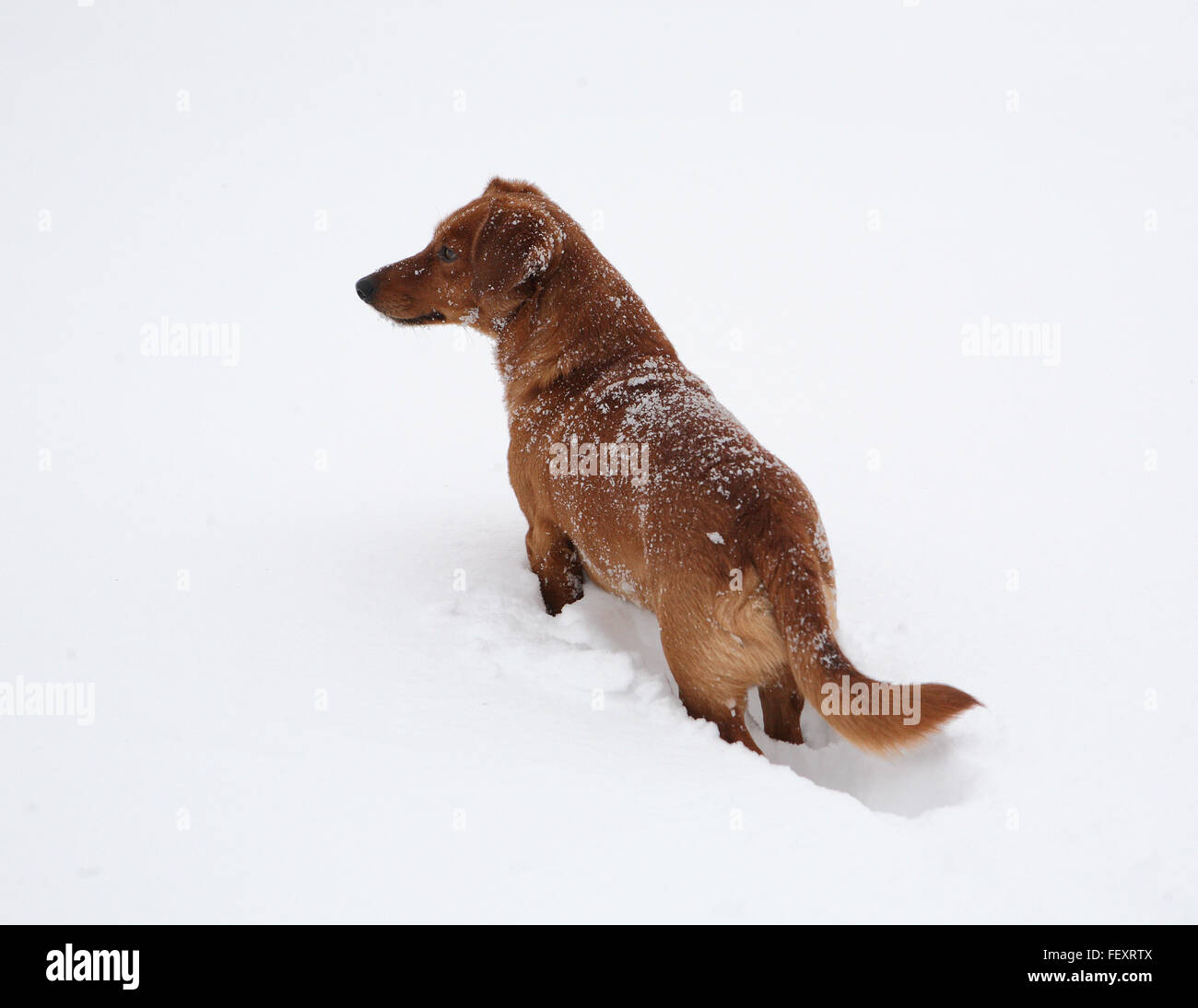 Dog dachshund in the deep snow Stock Photo - Alamy