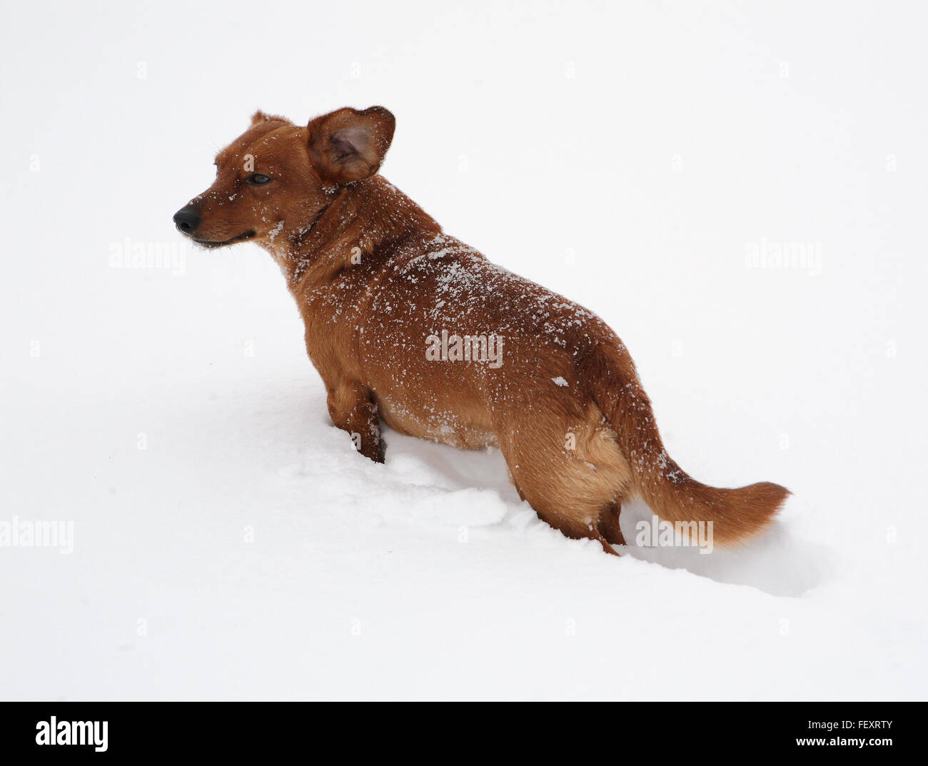 Dog dachshund in the deep snow Stock Photo - Alamy
