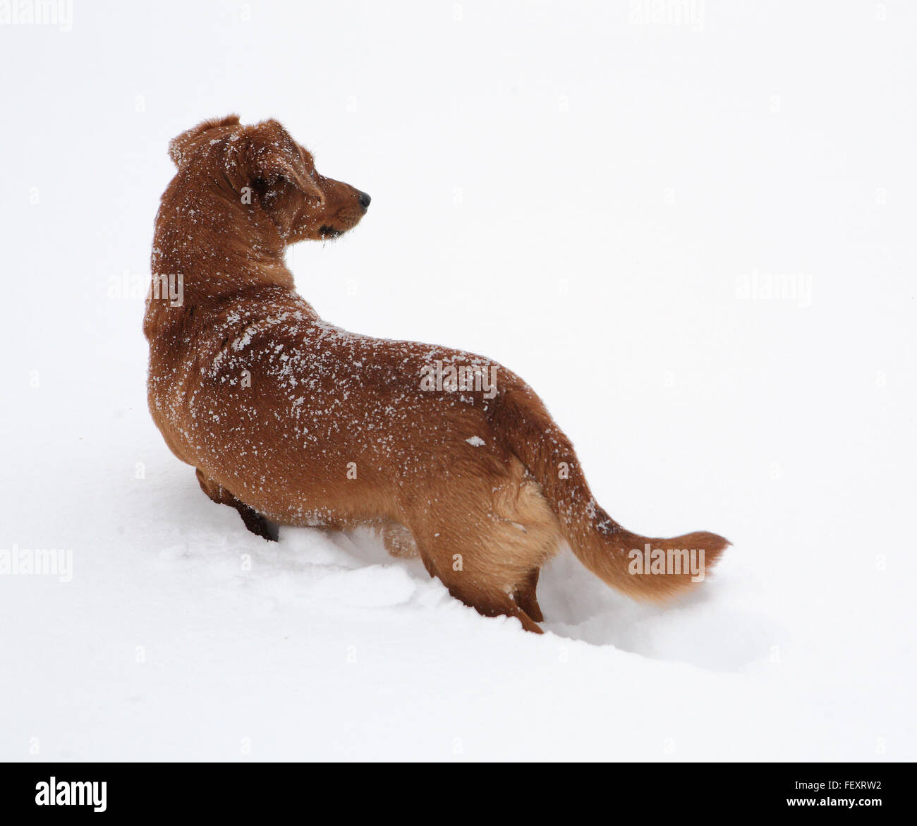 Dog dachshund in the deep snow Stock Photo - Alamy