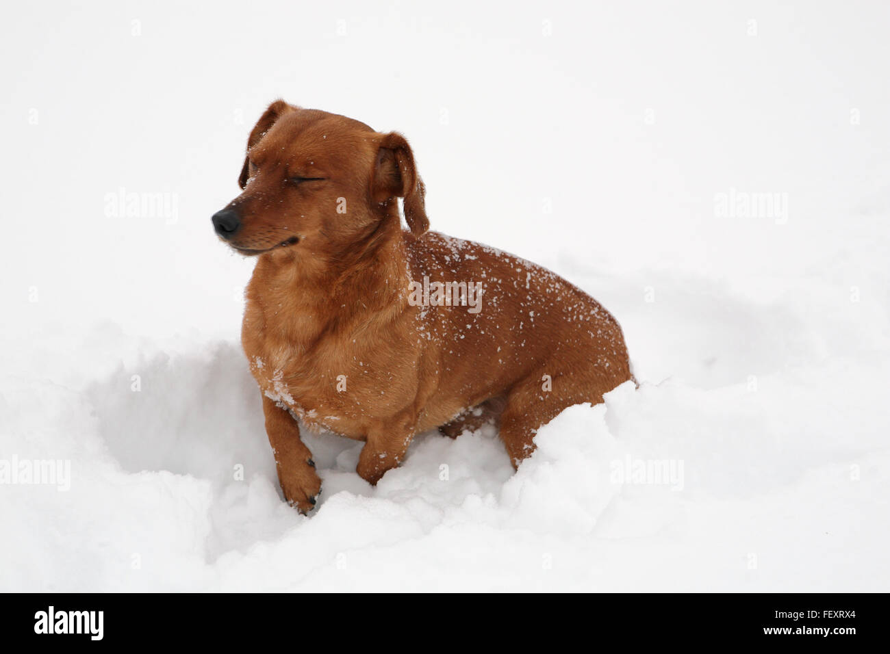 Dog dachshund in the deep snow Stock Photo - Alamy
