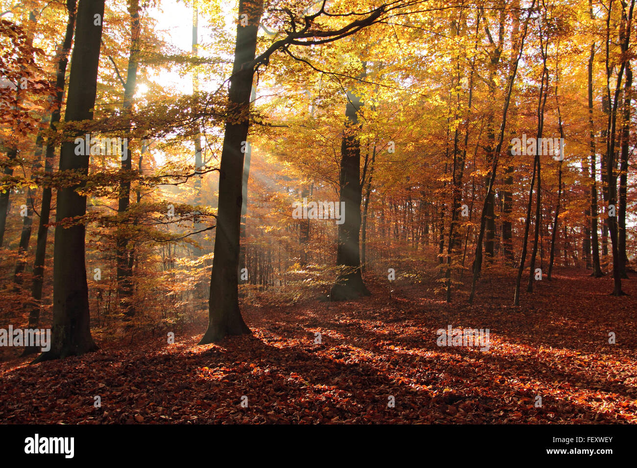 Poland forest tree hi-res stock photography and images - Alamy