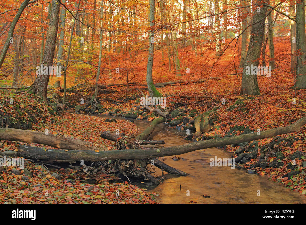 Fallen log stream in forest hi-res stock photography and images - Alamy