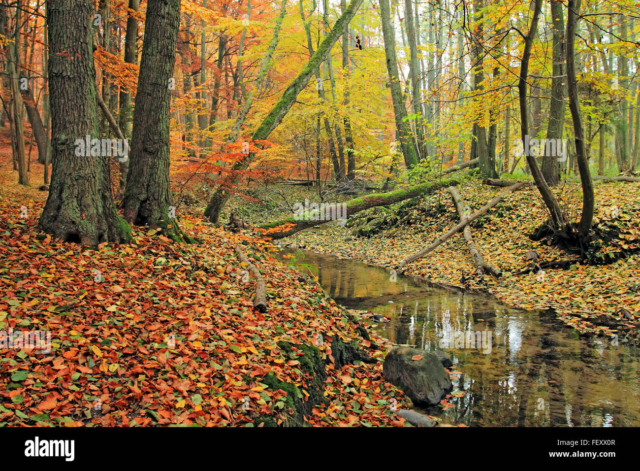 Creek in the forest hi-res stock photography and images - Alamy