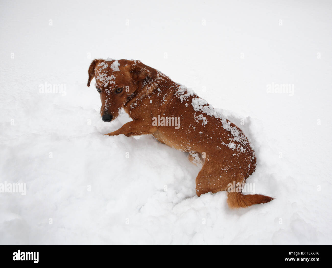 Dog dachshund in the deep snow Stock Photo - Alamy
