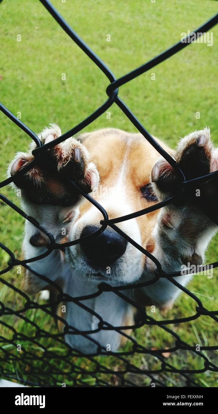 Dog through fence hi-res stock photography and images - Alamy