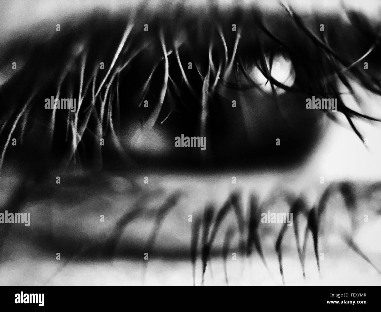 Human Eye Black and White Stock Photos & Images - Alamy