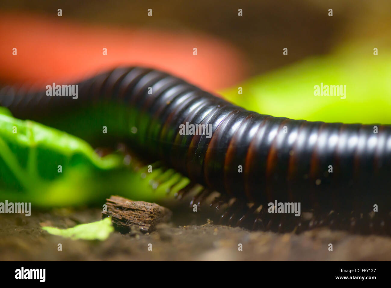 Centipede figure hi-res stock photography and images - Alamy