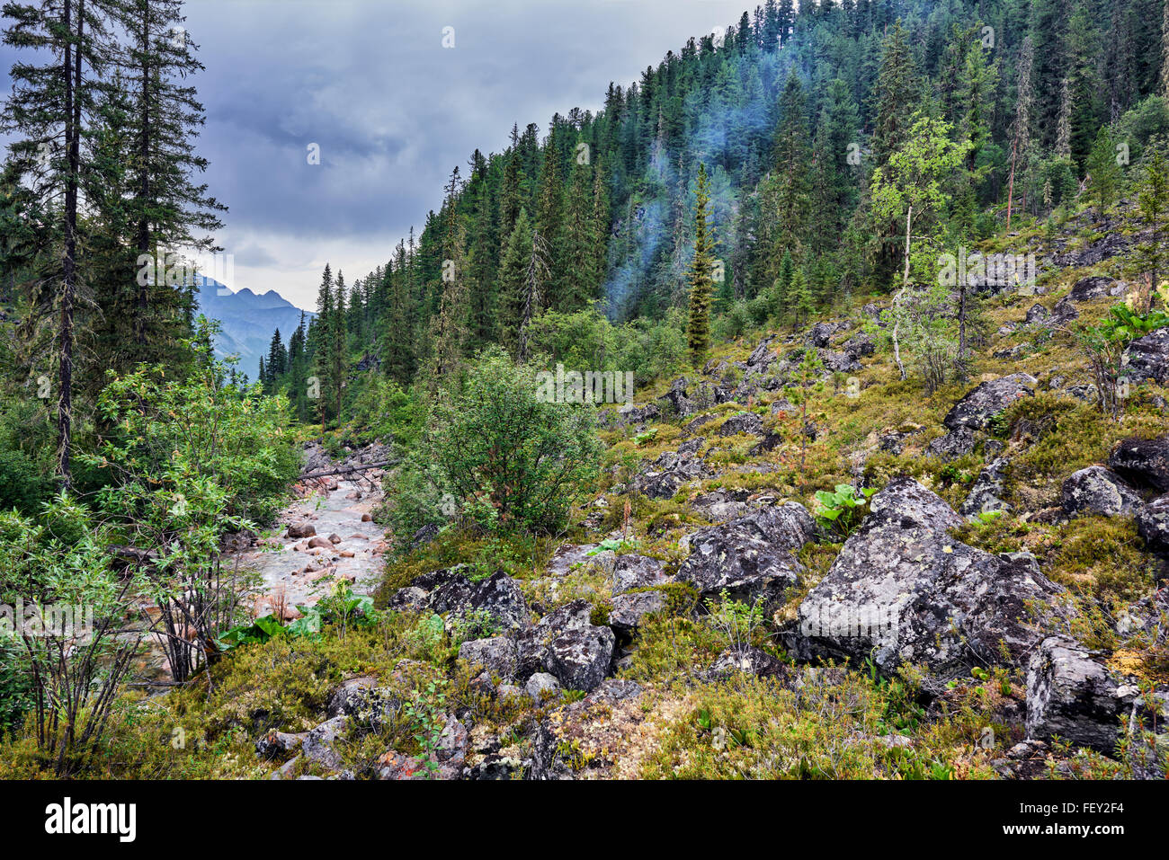 Smoke from the fire on the mountain taiga . Overcast . Dark coniferous ...