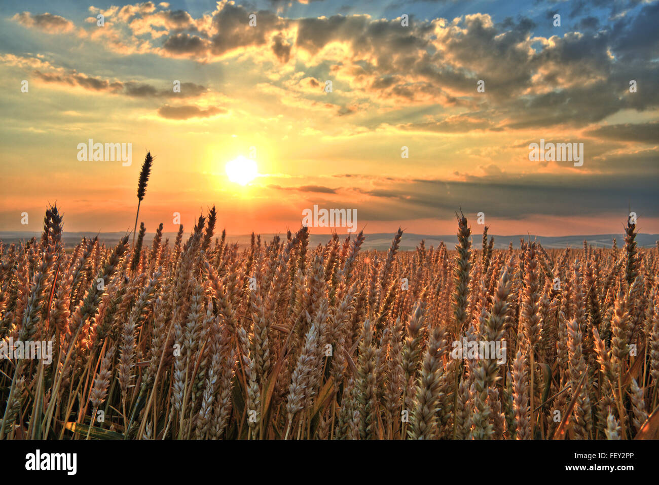 Golden sunset over wheat field hi-res stock photography and images - Alamy