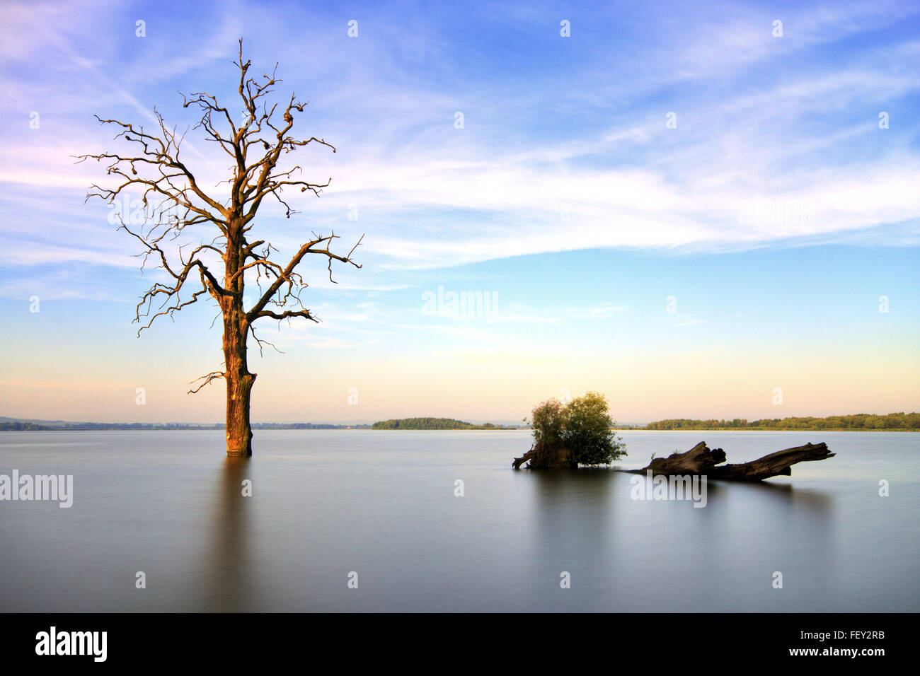 Old tree in lake at sunrise landscape Stock Photo - Alamy