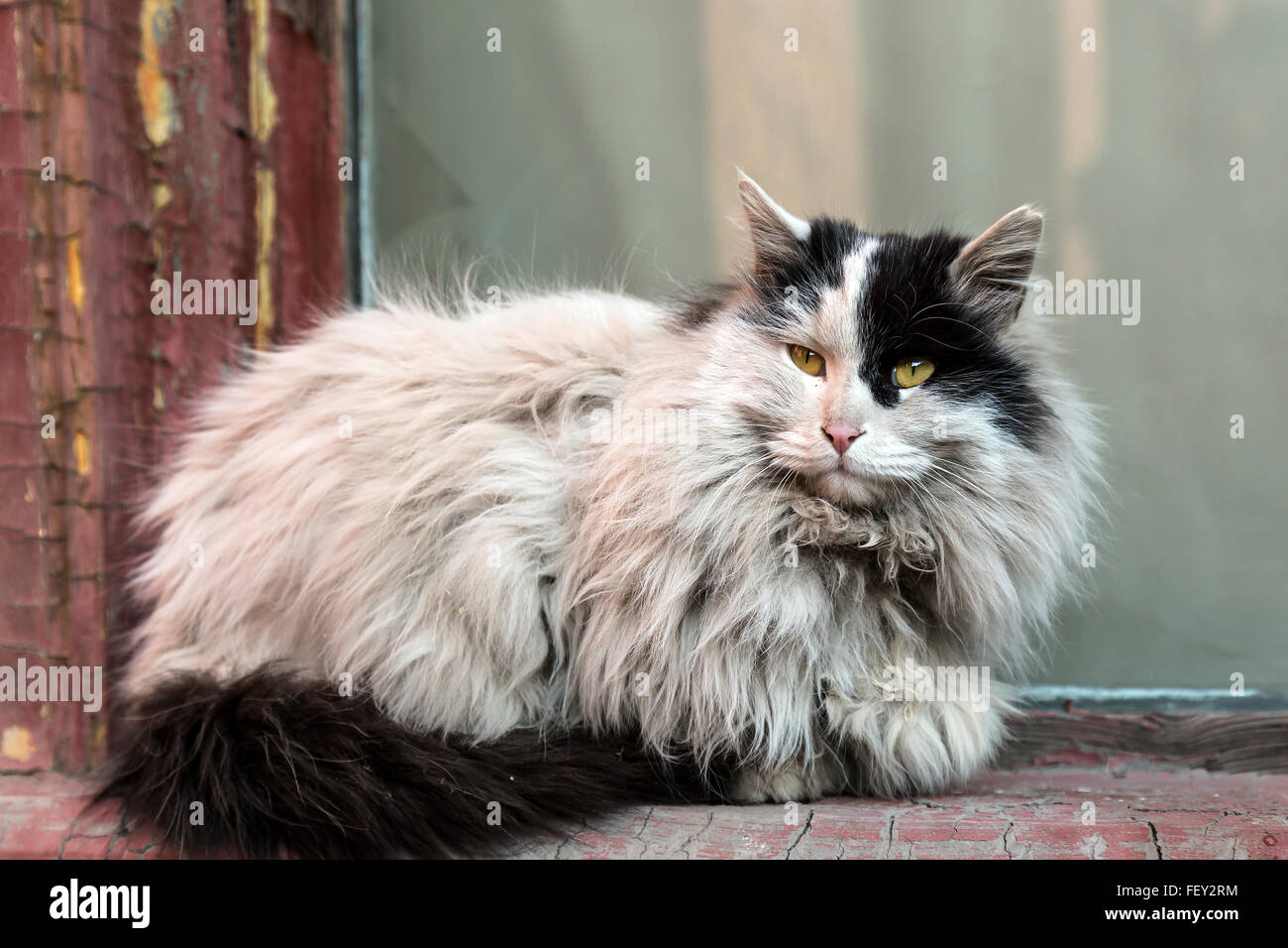 Street Cat in the Forbidden City - Beijing, China Stock Photo - Alamy