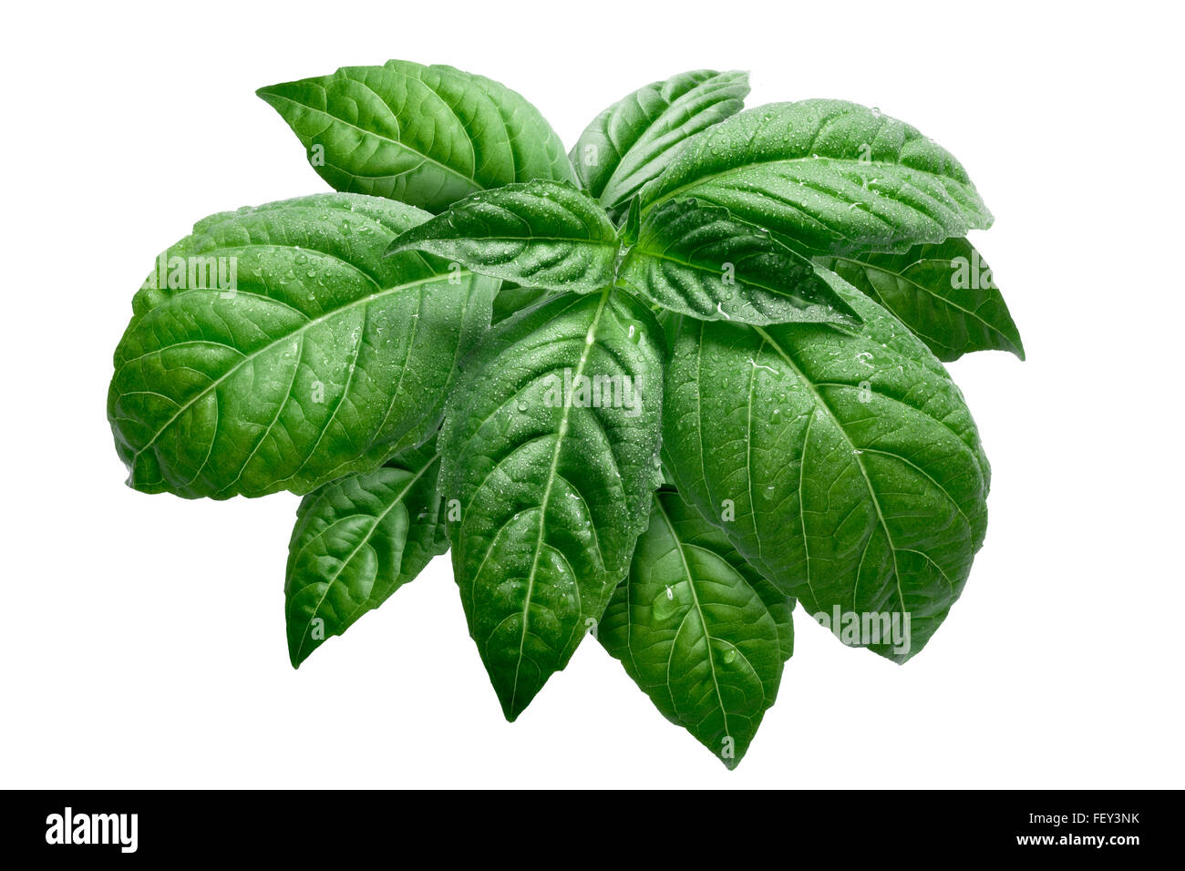 Basilic leaves hi-res stock photography and images - Alamy