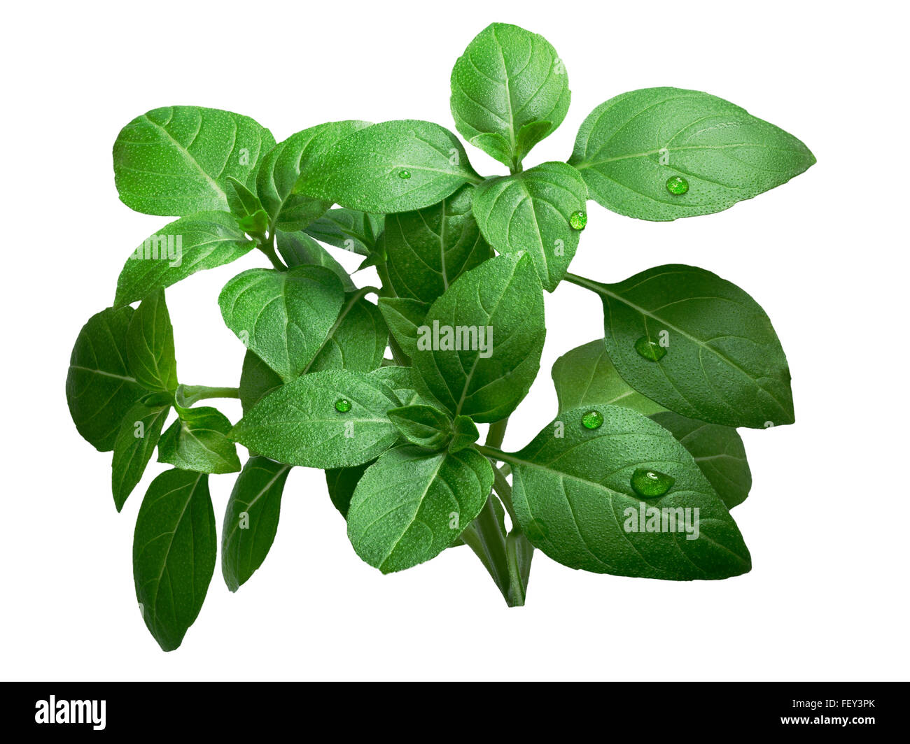 Lemon basil isolated on white. Infinite DOF, clipping path Stock Photo ...