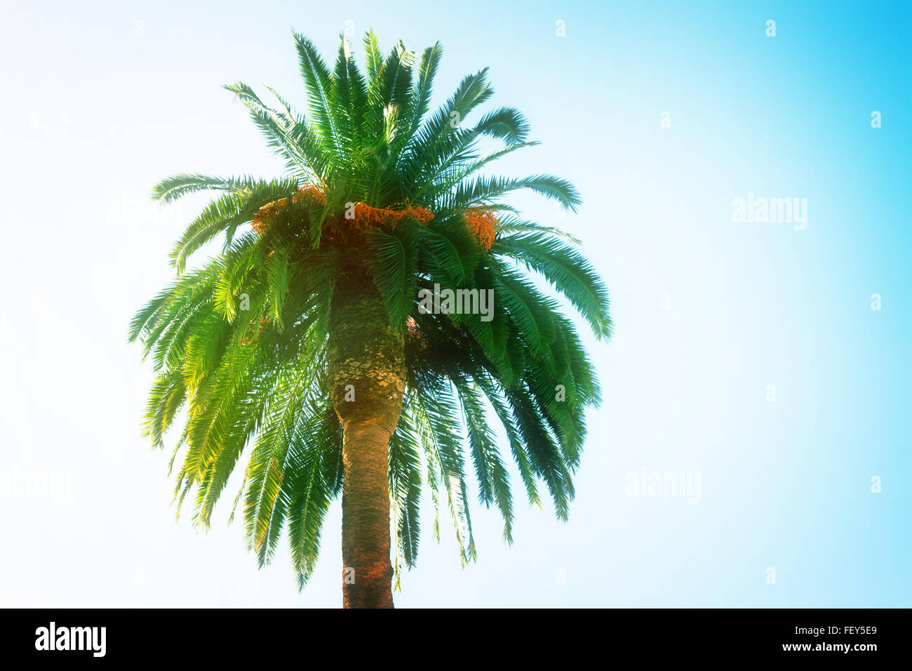 single palm tree Stock Photo - Alamy