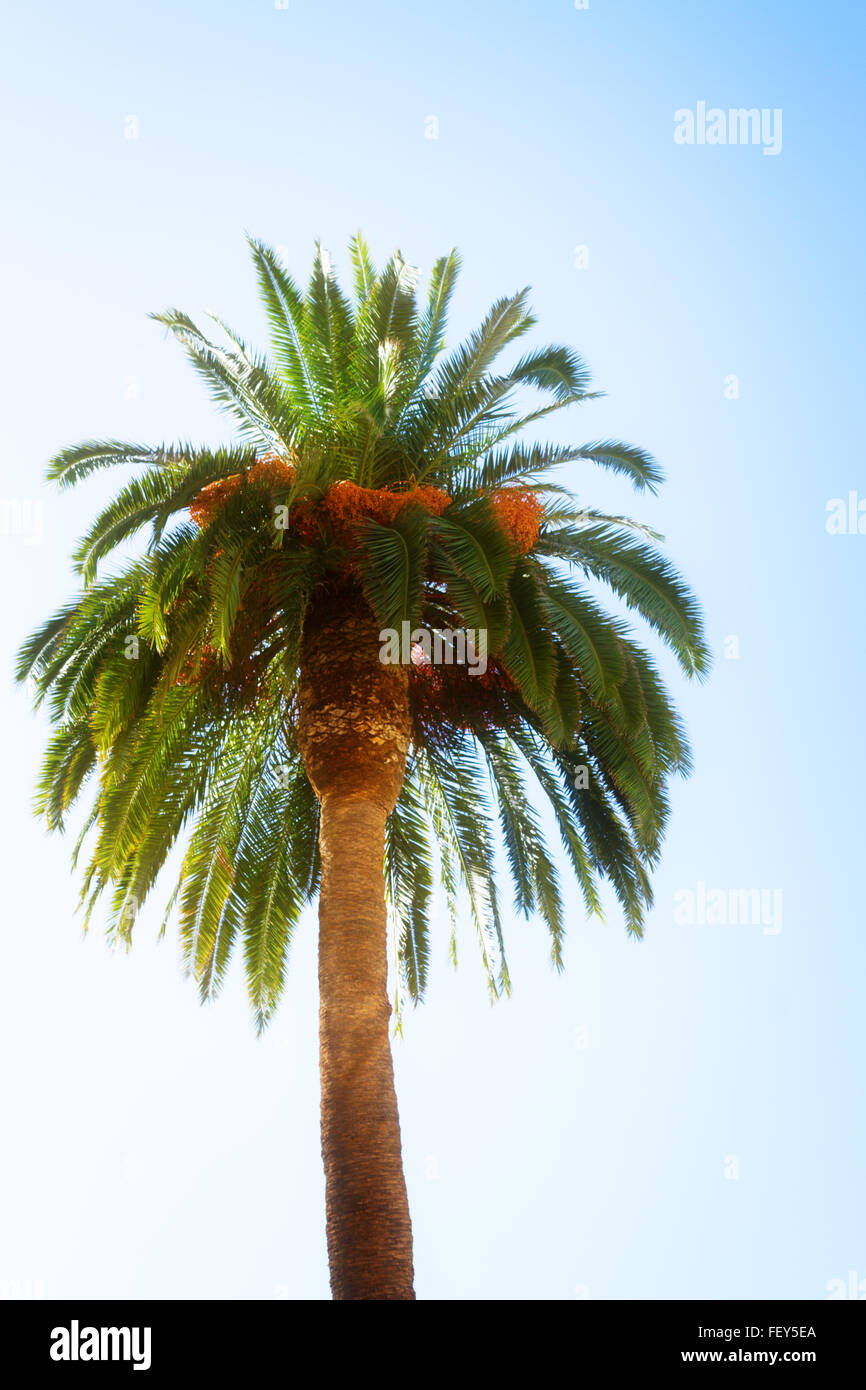single palm tree Stock Photo - Alamy