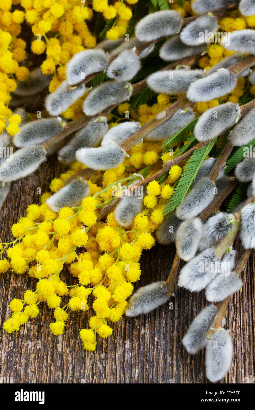 French mimosa with catkins Stock Photo - Alamy