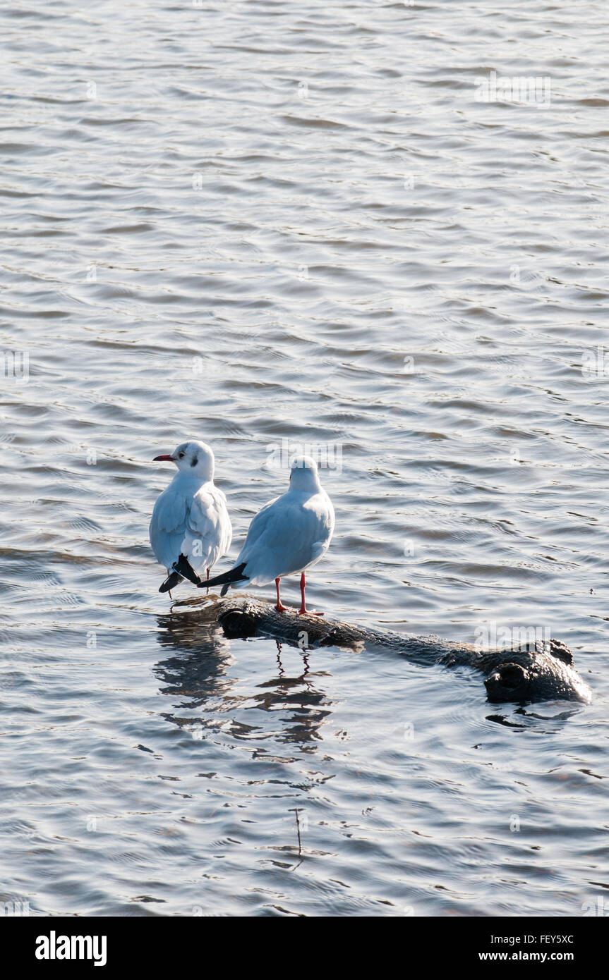 Two seagulls standing on a floating log Stock Photo - Alamy