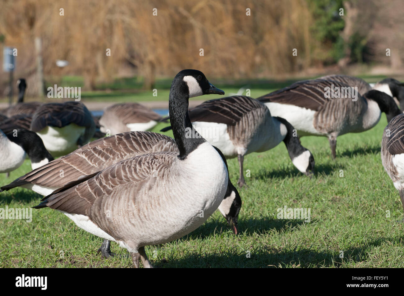 Close up gaggle geese hi-res stock photography and images - Alamy