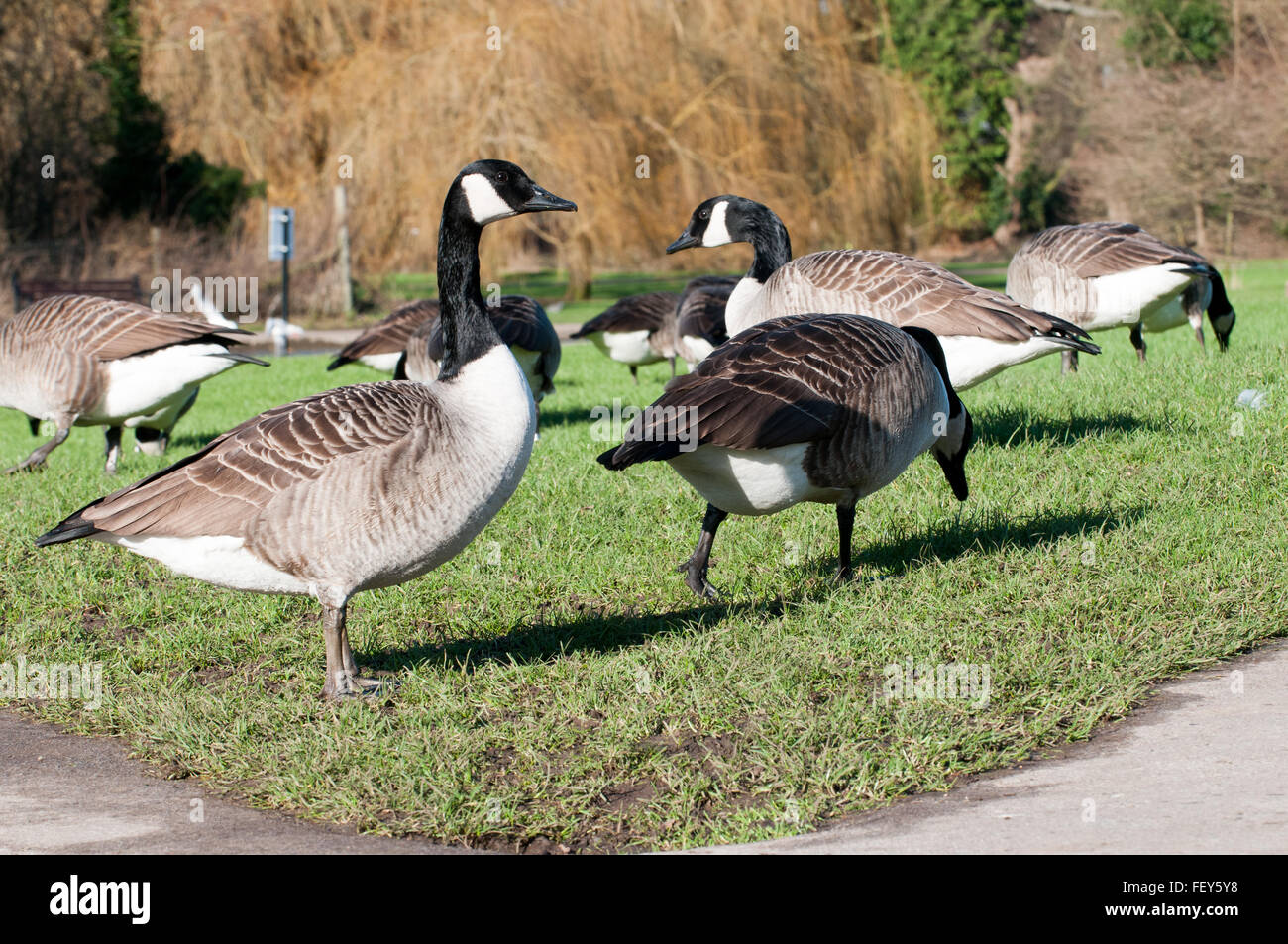 Close up of a geese feeding on the grass Stock Photo - Alamy