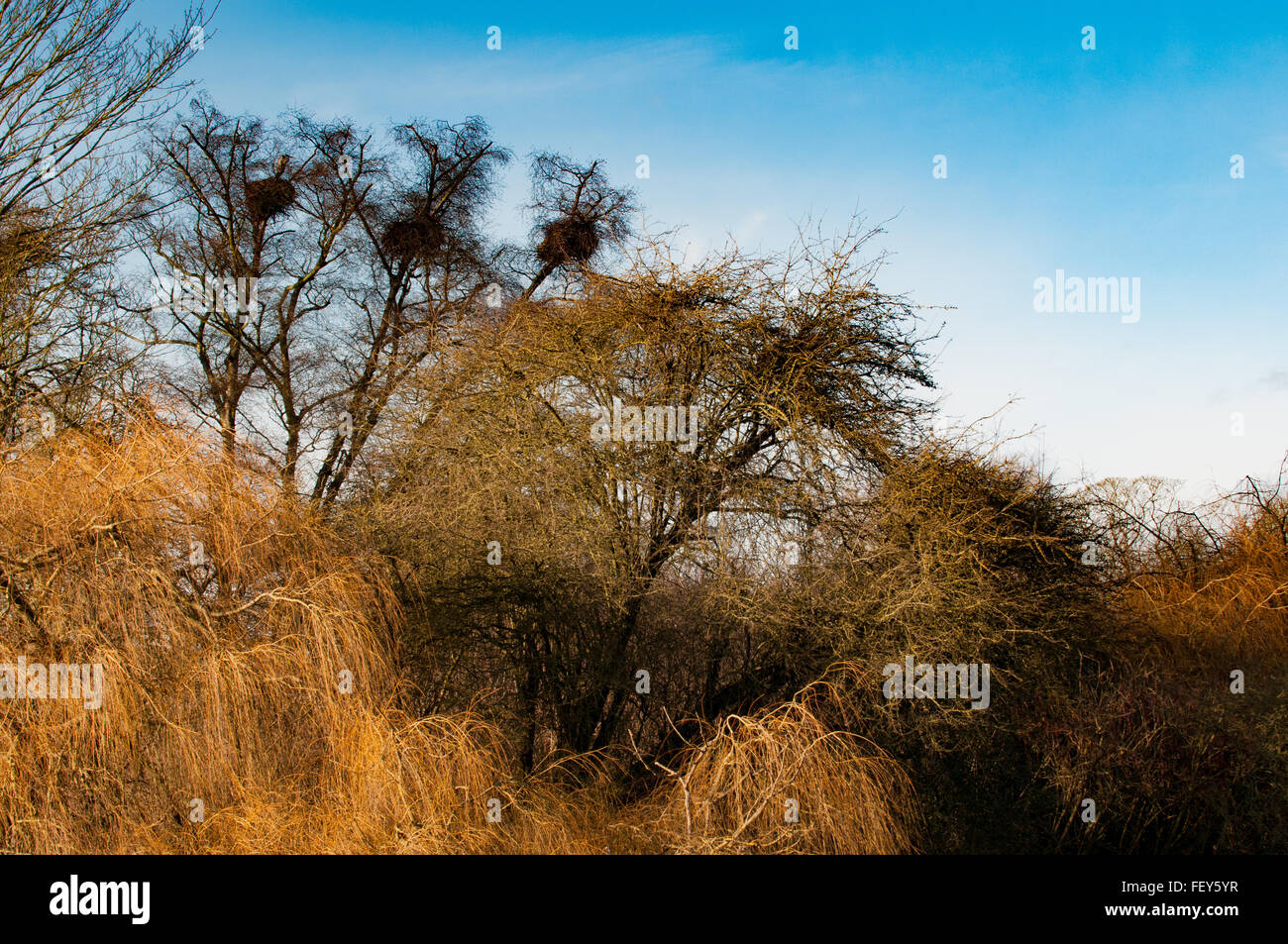 Rooks nesting high in the trees with blue skies Stock Photo - Alamy