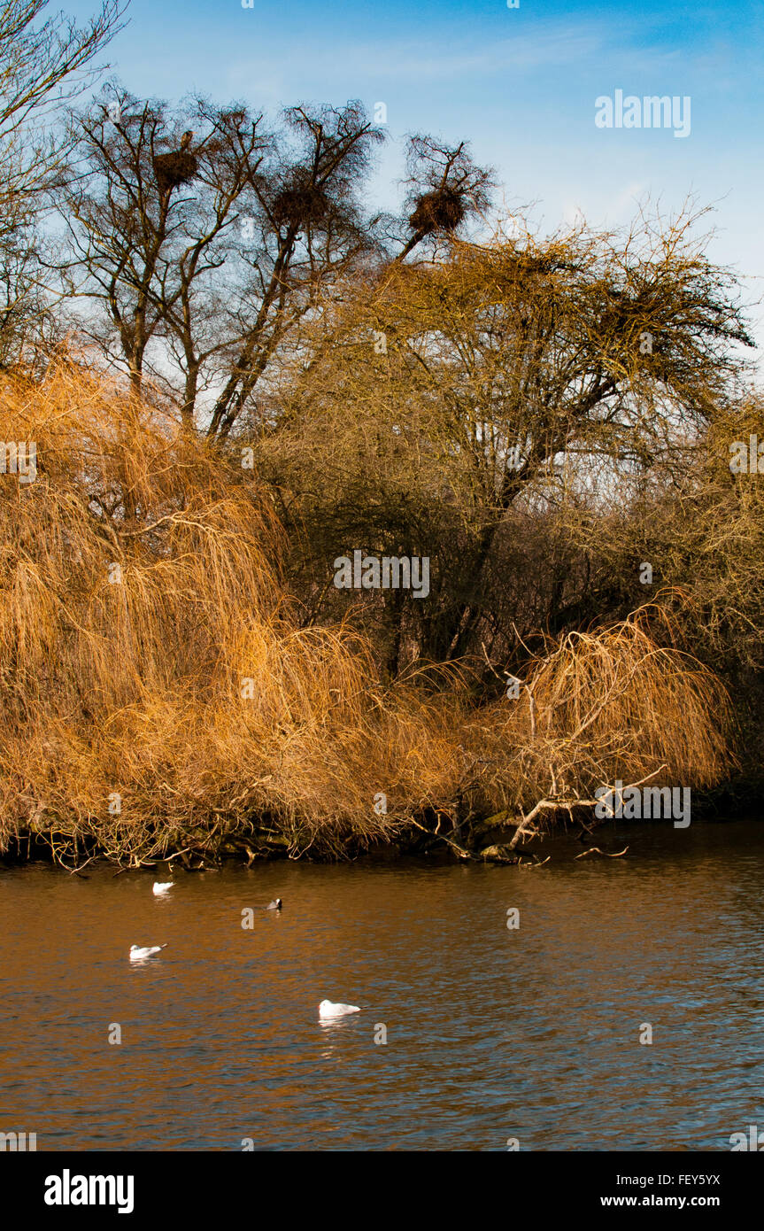 Rooks nesting high in the trees with blue skies Stock Photo - Alamy