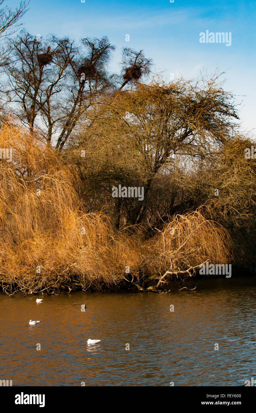 Rooks nesting high in the trees with blue skies Stock Photo - Alamy
