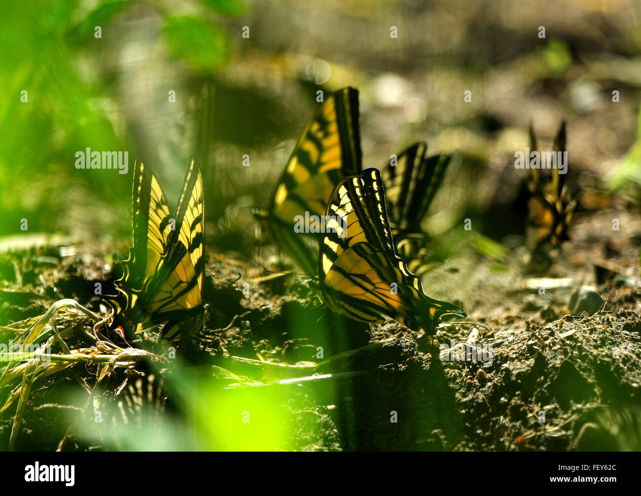 Butterflies On Ground Stock Photo - Alamy