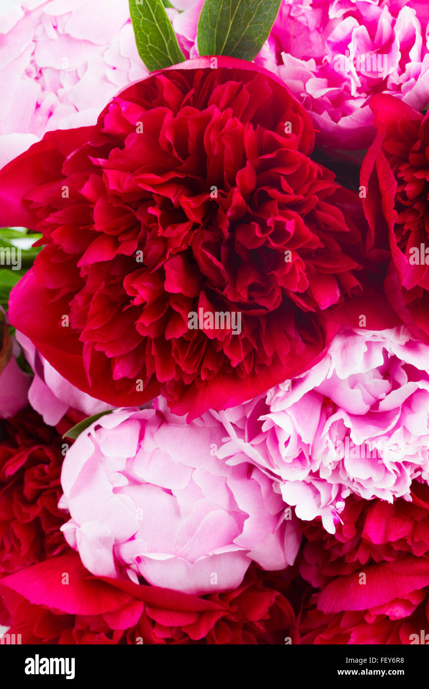 pink and red peonies Stock Photo - Alamy