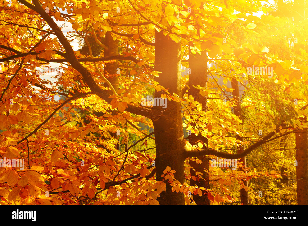 Warm sunlight trees hi-res stock photography and images - Alamy