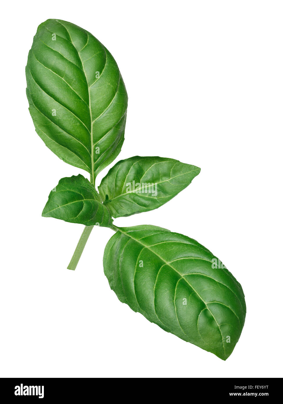 Basil field hi-res stock photography and images - Alamy