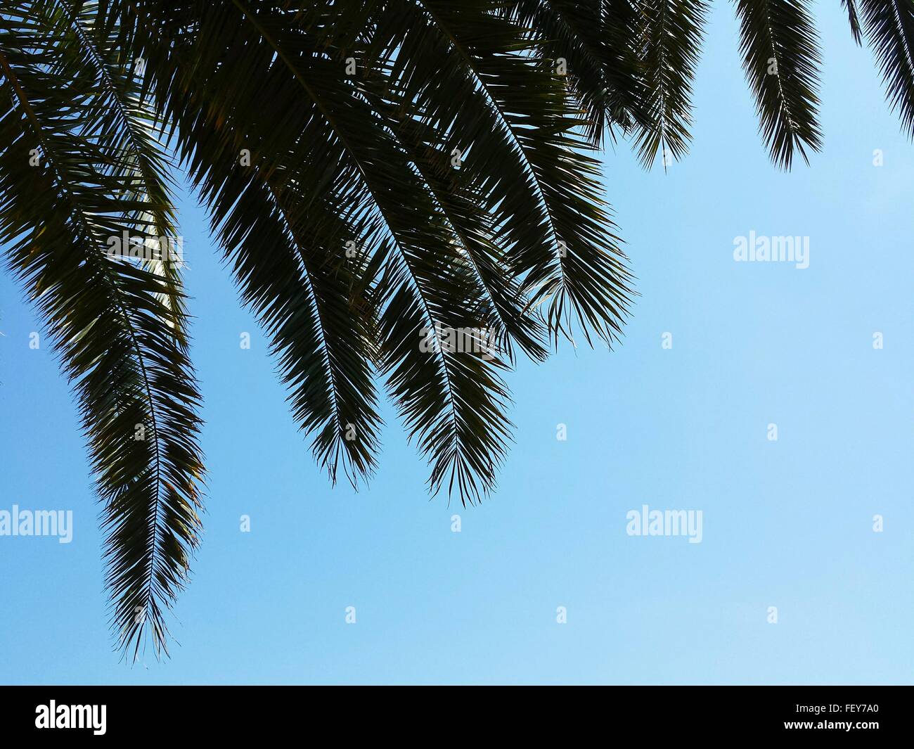 Palm tree fronds growth hi-res stock photography and images - Alamy