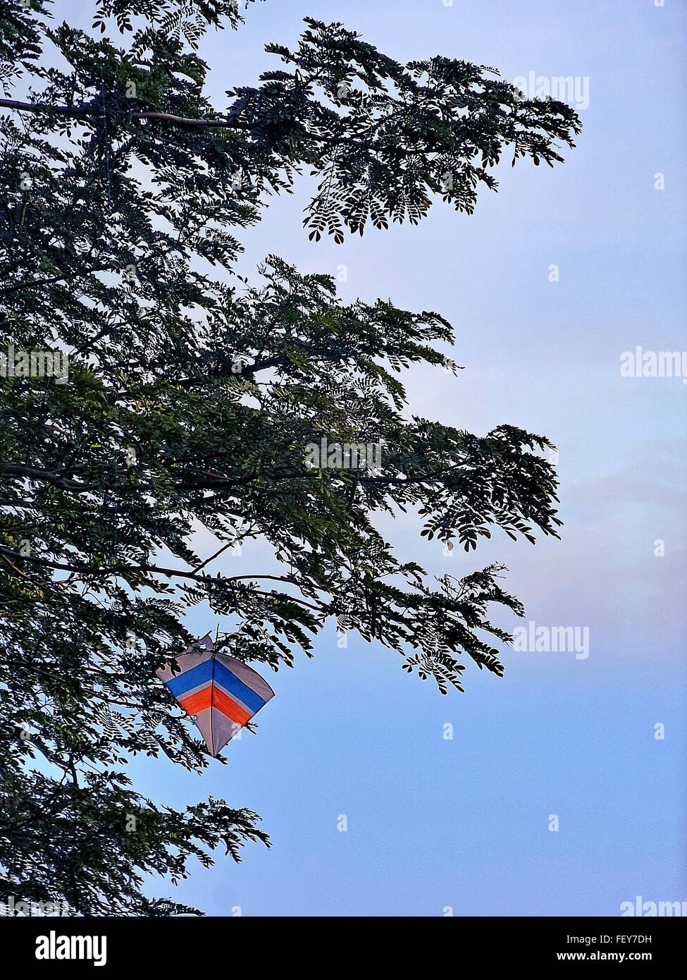 Stuck to tree hi-res stock photography and images - Alamy