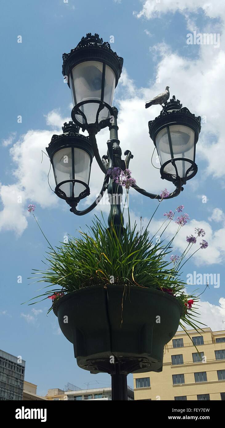 Old fashioned plant hi-res stock photography and images - Alamy