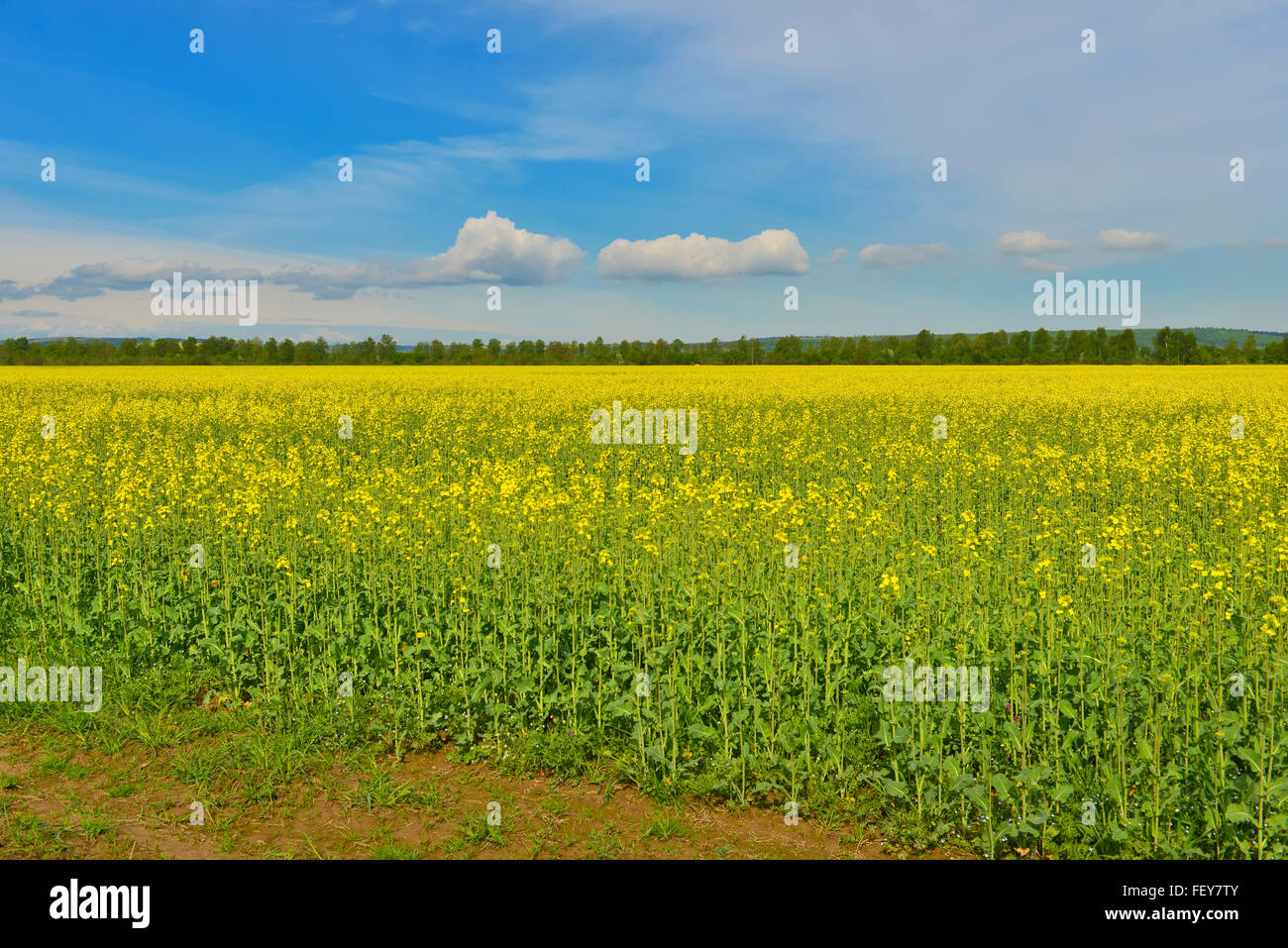 Field of rape in sunny spring countryside Stock Photo - Alamy