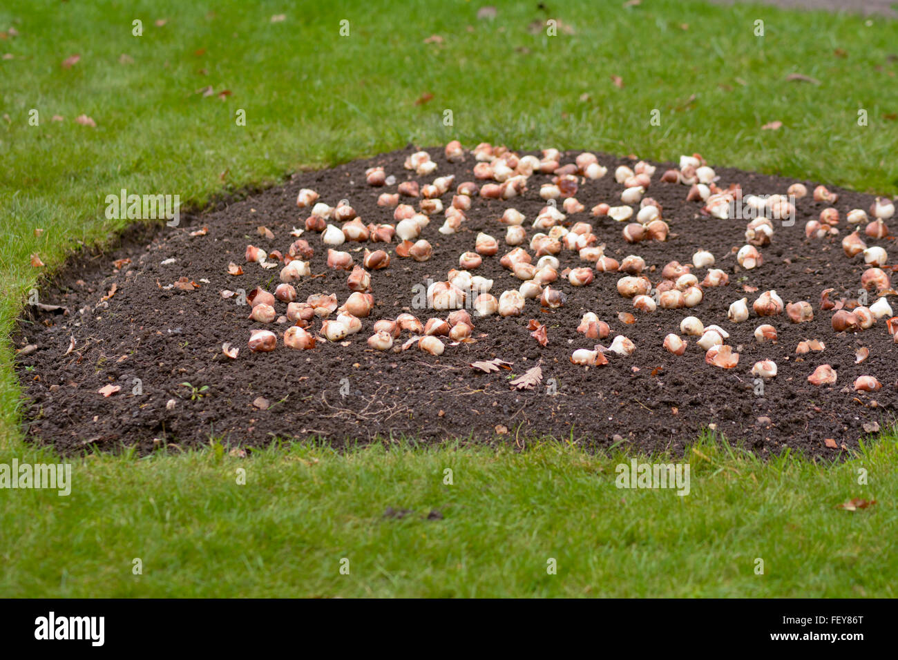 Flower bulbs scattered on flowerbed ready for planting Stock Photo - Alamy