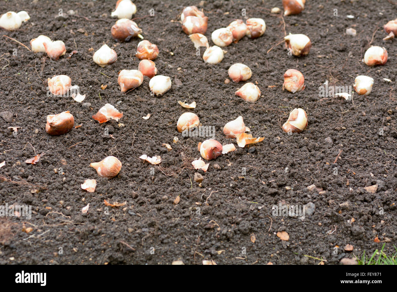 Flower bulbs scattered on flowerbed ready for planting Stock Photo - Alamy