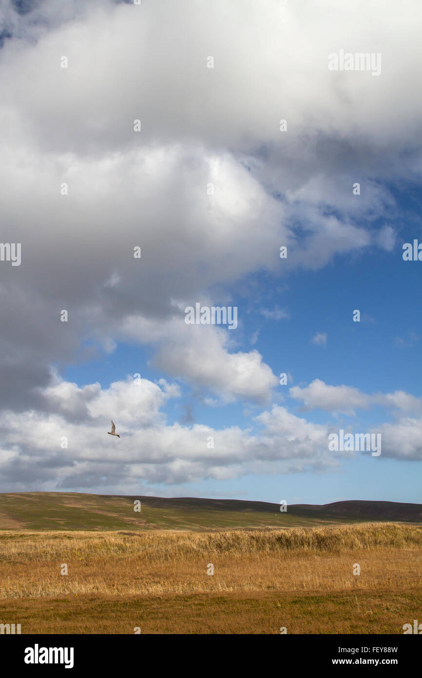 Tundra summer hi-res stock photography and images - Alamy
