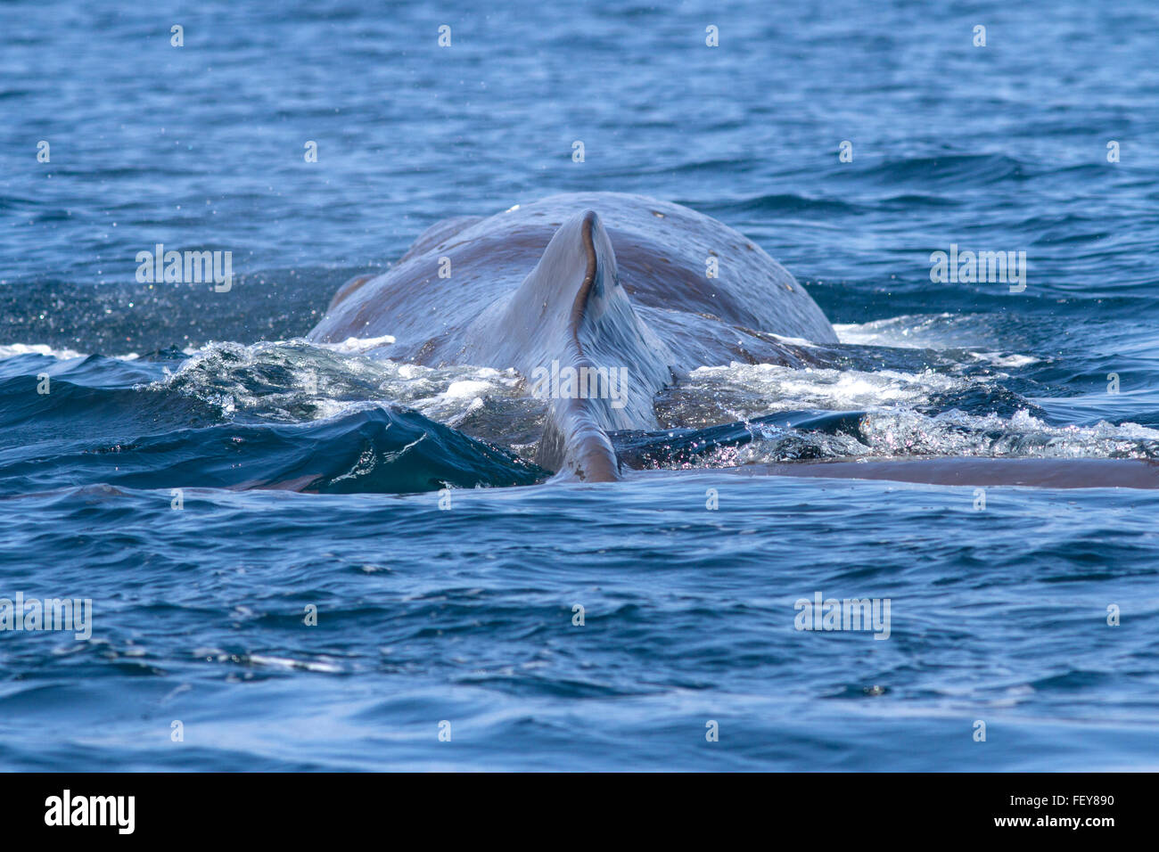 Sperm whales hi-res stock photography and images - Alamy
