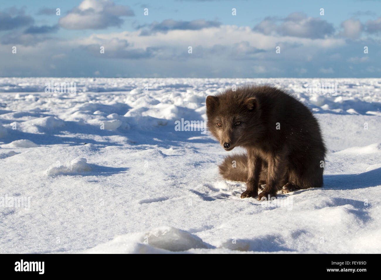 Commanders blue arctic fox standing on the ice on the ocean Stock Photo ...