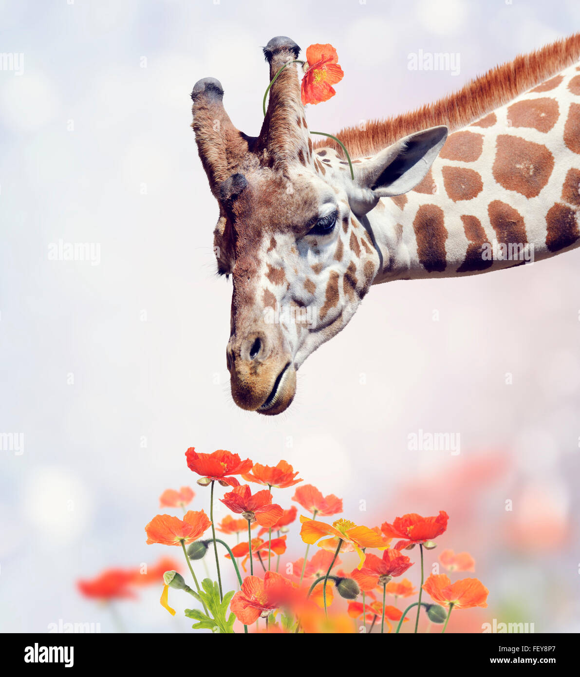 Red poppy with wildlife hi-res stock photography and images - Alamy