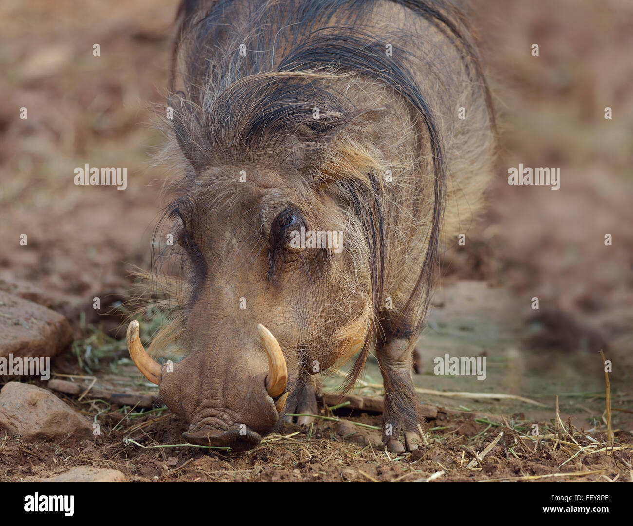 Warthog animal hi-res stock photography and images - Alamy