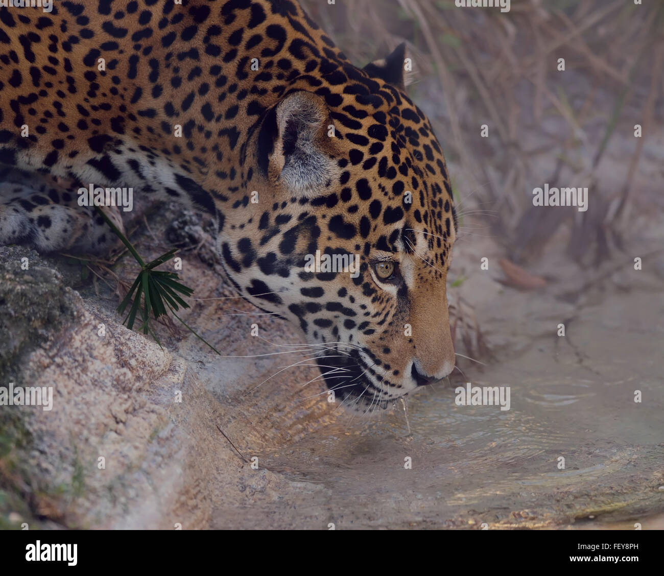 Leopard Drinking Water,close up shot Stock Photo - Alamy