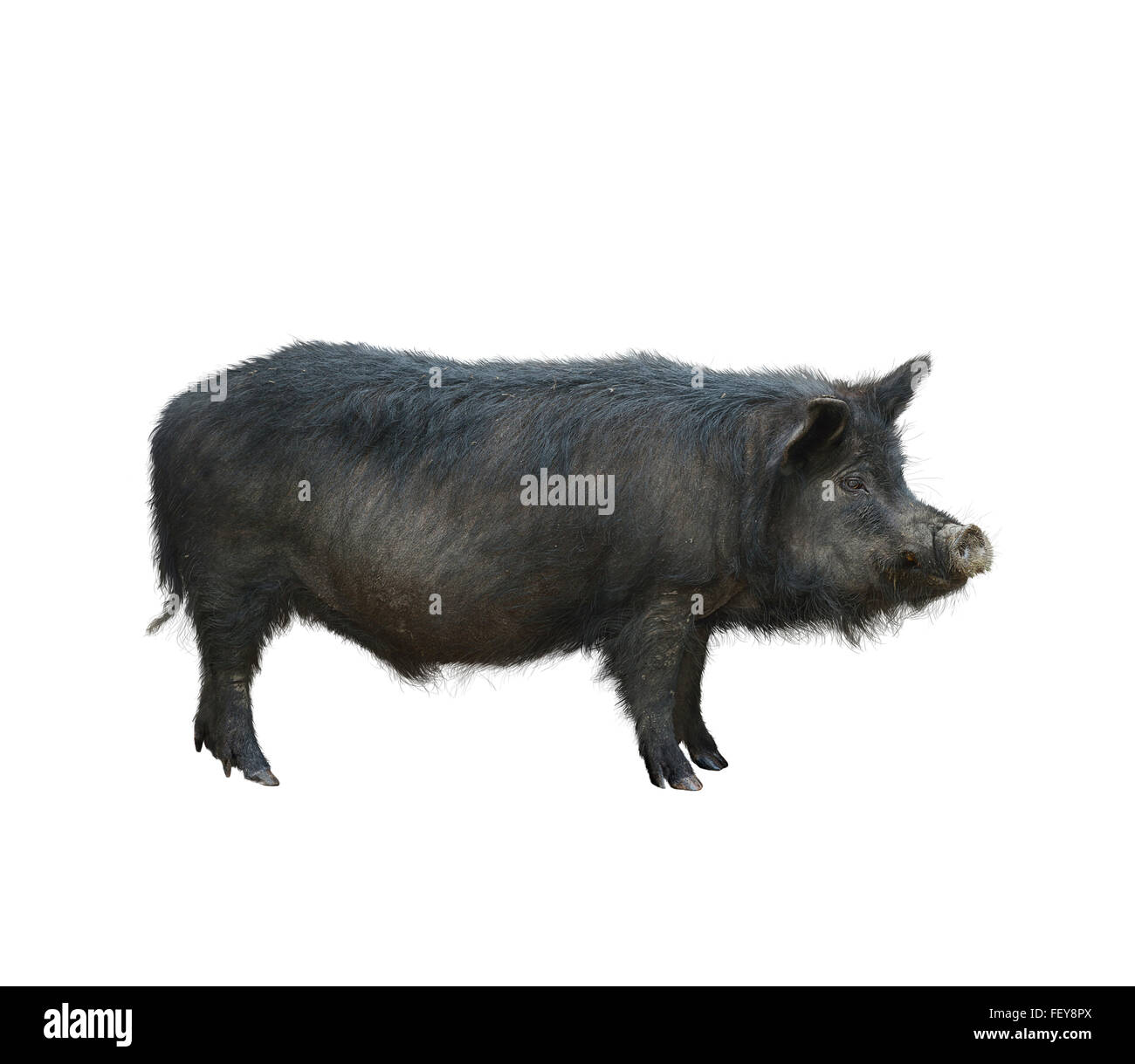 Wild Black Hog Isolated on White Background Stock Photo - Alamy