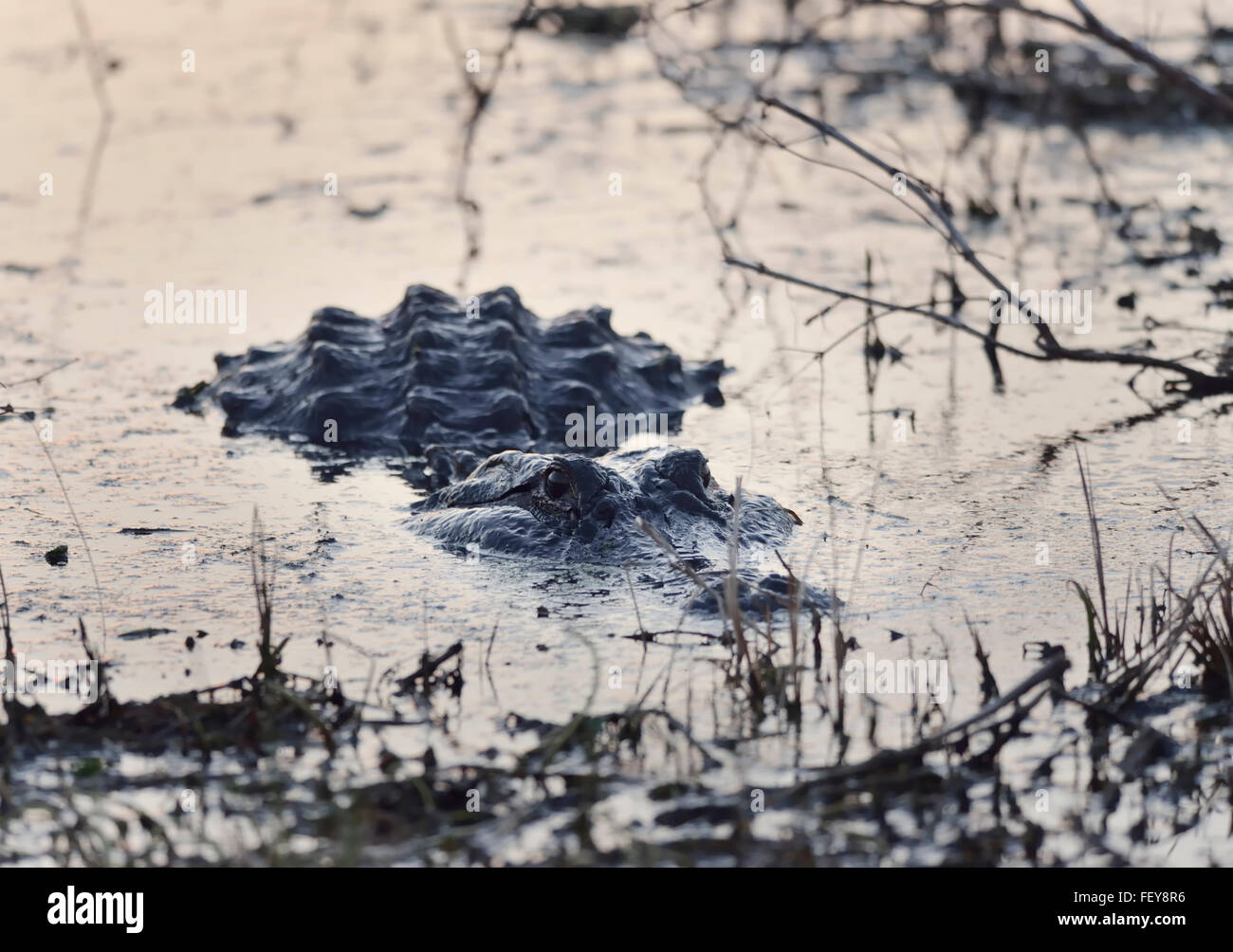 American Alligator in Florida Wetlands Stock Photo - Alamy