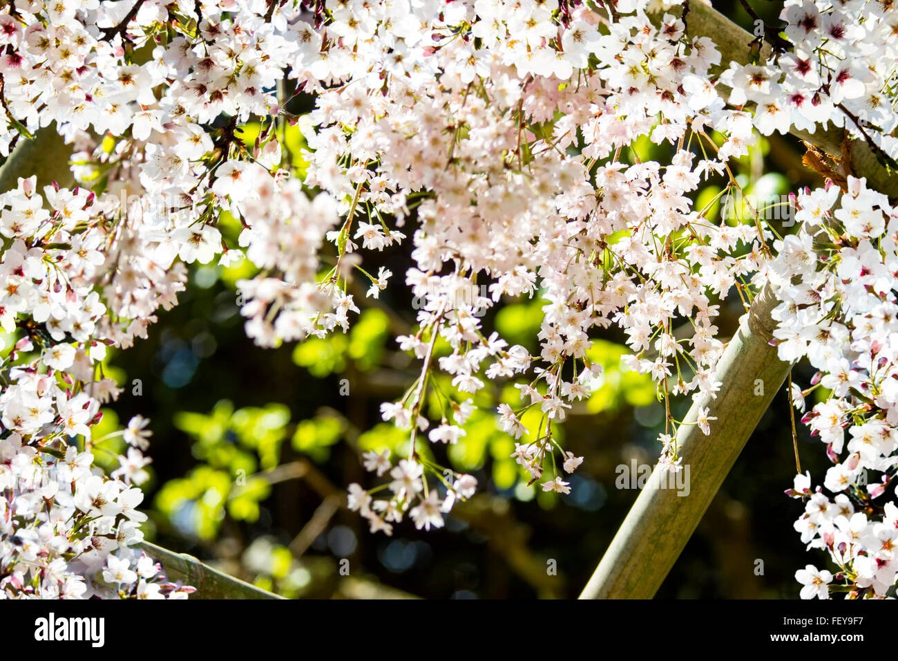 The Blossoming cherry trees in an garden, pastel colors with dreamy ...