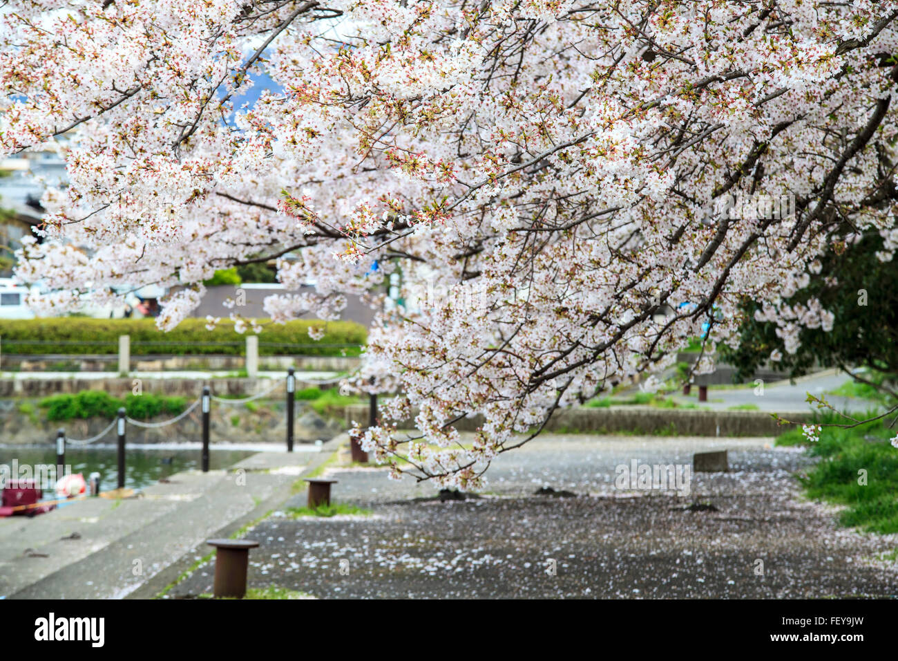 The Blossoming cherry trees in an garden, pastel colors with dreamy ...